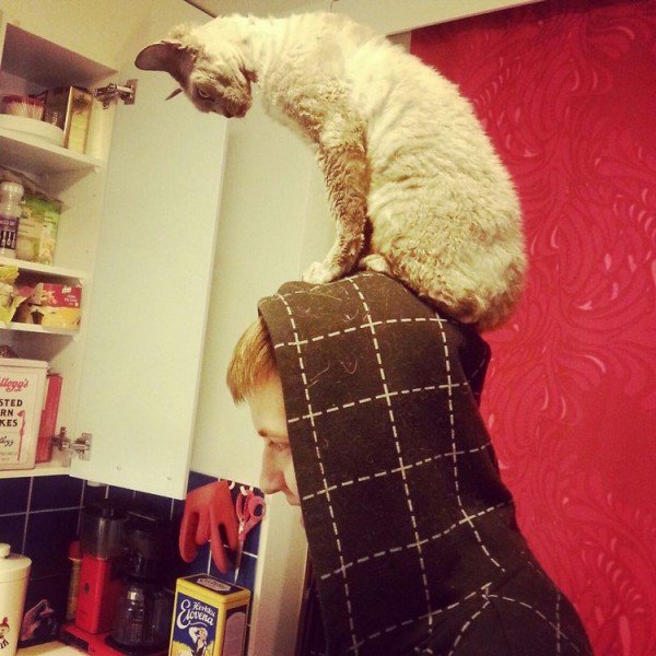 Meet Lucifer The Goblin Cat With Attitude