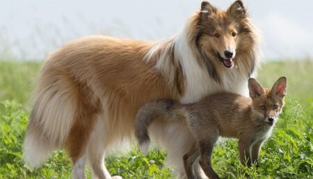 Meet The Fox Cub Who Was Adopted By A Loving Dog