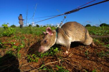 Giant African Rats Are Trained To Be Heroes And Sniff Out Landmines