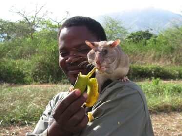 Giant African Rats Are Trained To Be Heroes And Sniff Out Landmines