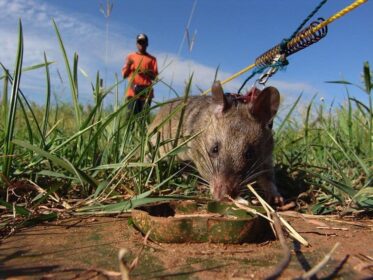 Giant African Rats Are Trained To Be Heroes And Sniff Out Landmines