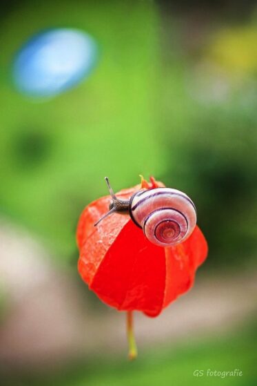 Photographer Gabi Stickler Shows Us The Beauty In Snails