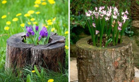 14 Tree Stumps Turned Into Gorgeous Planters - Part 2