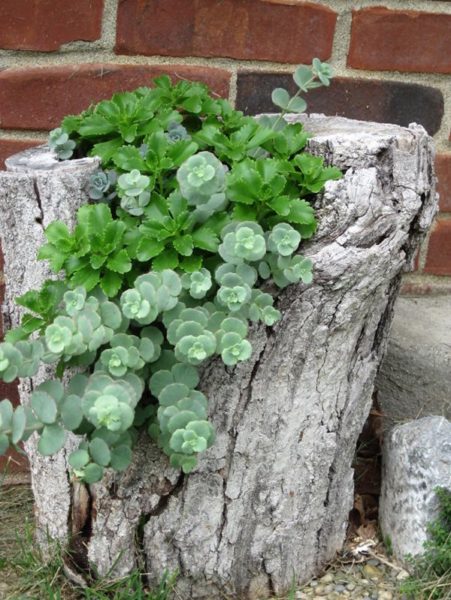 14 Tree Stumps Turned Into Gorgeous Planters - Part 1