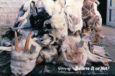 Yang Maoyuan Creates Art Out Of The Bloated Skins Of Dead Animals