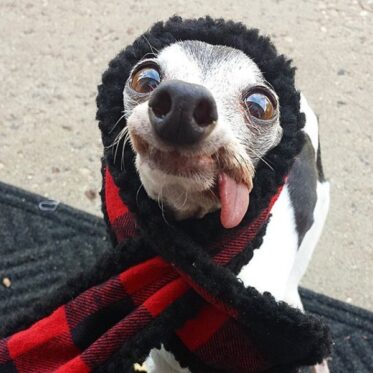 Meet "Zappa" The Dog Who Bears A Striking Resemblance To Sid From Ice Age
