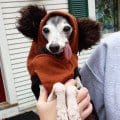 Meet "Zappa" The Dog Who Bears A Striking Resemblance To Sid From Ice Age