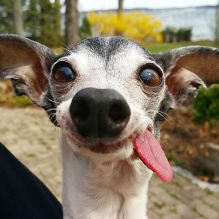 Meet "Zappa" The Dog Who Bears A Striking Resemblance To Sid From Ice Age