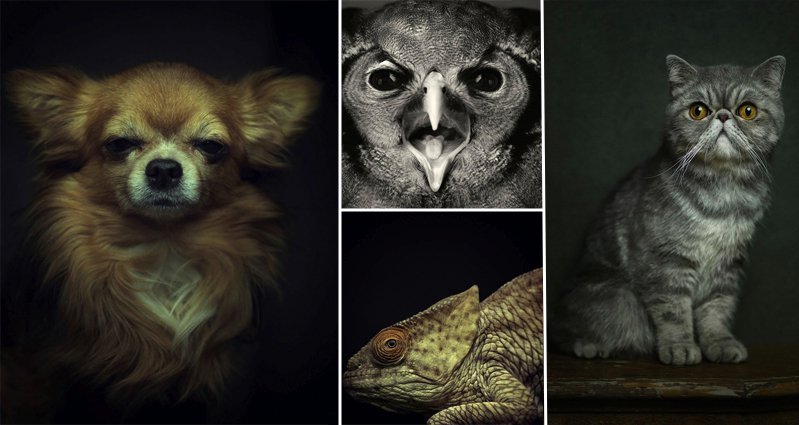 Animals Displaying Human Emotions By Photographer Vincent Lagrange