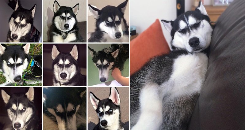 Anuko The Siberian Husky Is Not Impressed