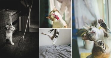Catography Photographer Monika Malek Loves Capturing Cats
