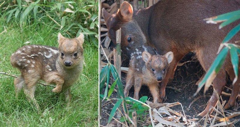 This Adorable Mini Deer Born At Queens Zoo, NYC Will Melt Your Heart