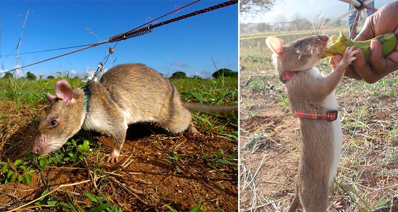 Giant African Rats Are Trained To Be Heroes And Sniff Out Landmines