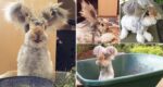 Meet Wally The Rabbit With Ears Like Angel Wings