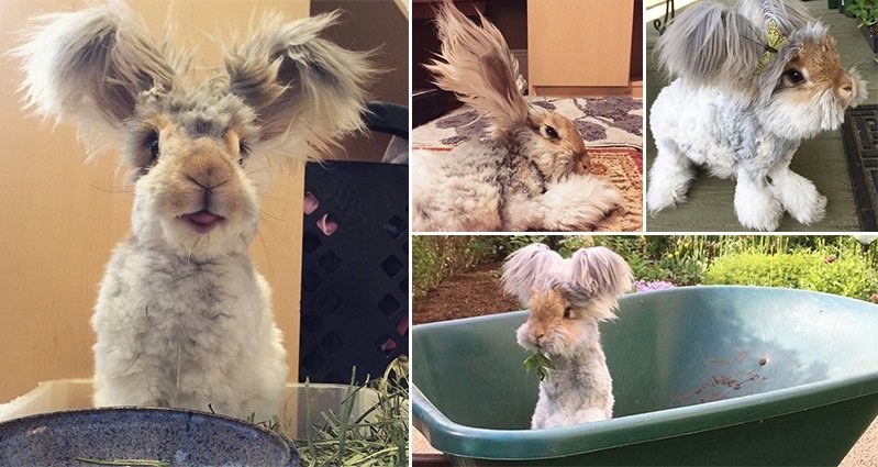 Meet Wally The Rabbit With Ears Like Angel Wings