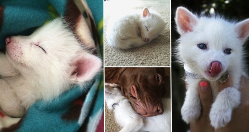 Meet Rylai The World's Cutest Pet Fox