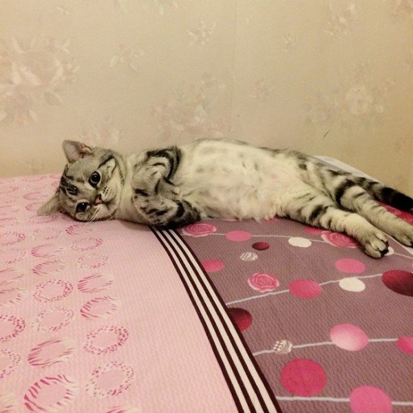 Meet Luhu The Saddest Cat On The Internet
