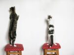 Catography Photographer Monika Malek Loves Capturing Cats