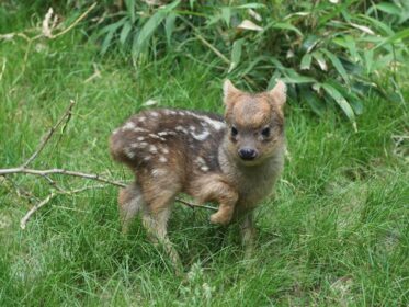 This Adorable Mini Deer Born At Queens Zoo, NYC Will Melt Your Heart