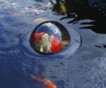 Floating Fish Dome