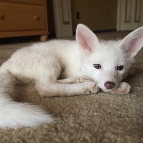 Meet Rylai The World's Cutest Pet Fox