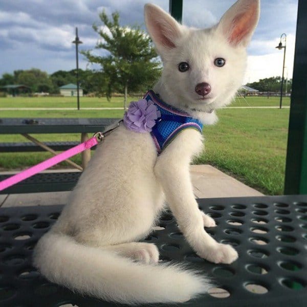 Meet Rylai The World's Cutest Pet Fox