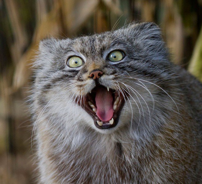 These Wild Manul Cats Are The Most Expressive Felines You'll Ever See