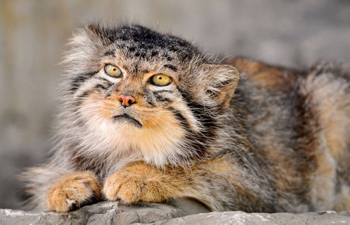 These Wild Manul Cats Are The Most Expressive Felines You'll Ever See