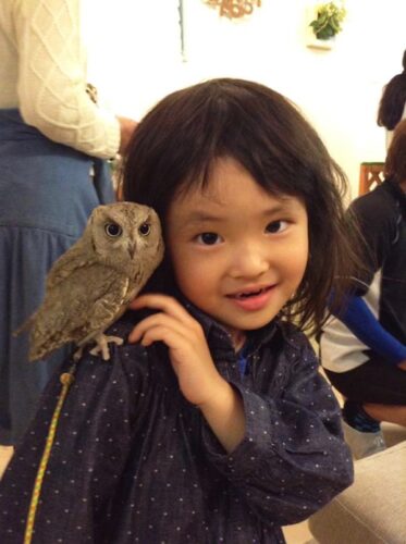 This Cafe In Tokyo Lets You Handle Owls While Enjoying Your Refreshments