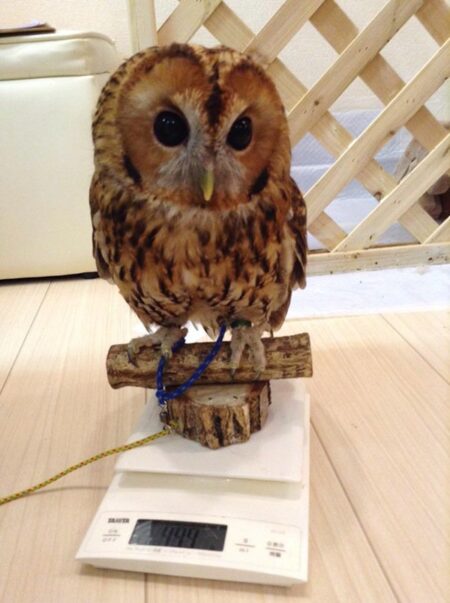 This Cafe In Tokyo Lets You Handle Owls While Enjoying Your Refreshments