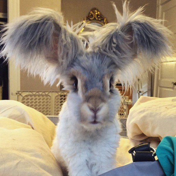 Meet Wally The Rabbit With Ears Like Angel Wings
