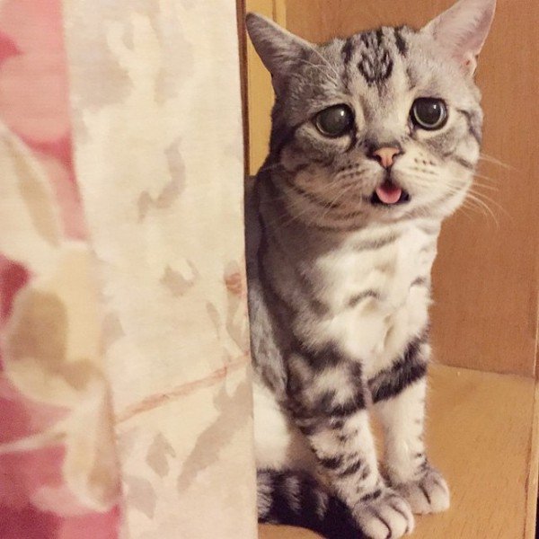 Meet Luhu The Saddest Cat On The Internet
