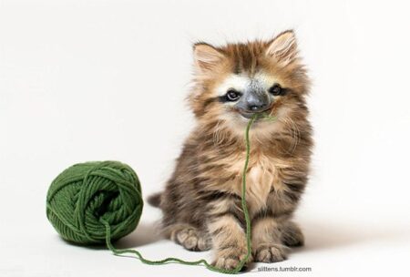 When Kittens And Sloths Combine It Results In These Awesome Slittens