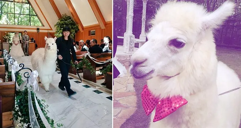 In Japan You Can Now Have An Alpaca As A Wedding Witness