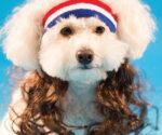 Dog Headband With Hair Extensions
