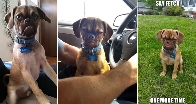 Could Earl The Puggle Be The Grumpiest Dog Ever?