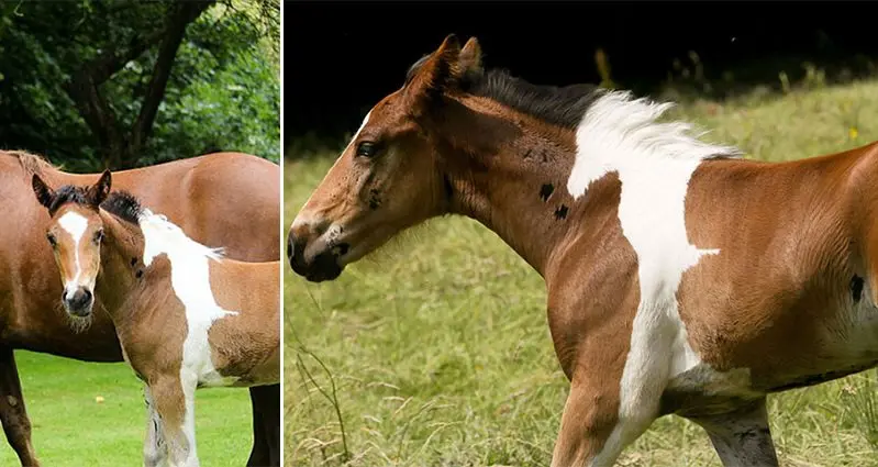 This Little Foal Was Born With An Amazing Horse-Shaped Marking