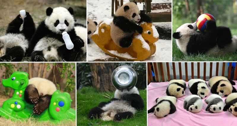 Awesomely Cute Pictures Taken At Panda Day Care In China