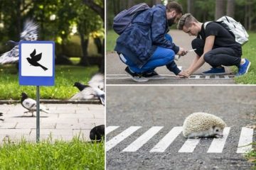 Footage Shows Animals Using The First Wildlife Bridge At Utah's I-80 ...