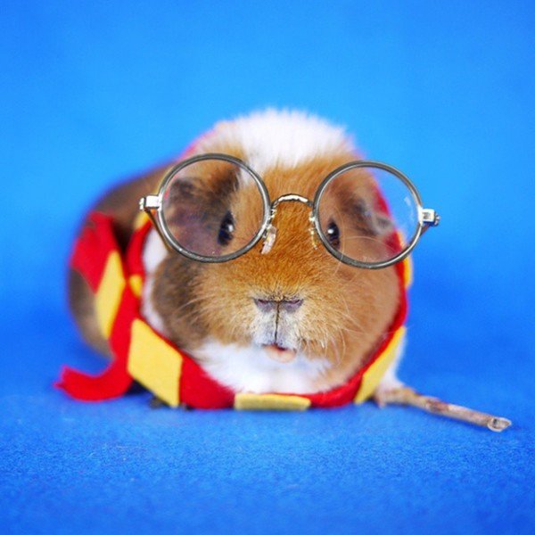 You Need To See Fuzzberta The Awesome Cosplaying Guinea Pig