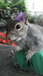 University Student Makes Friends With Squirrels And Plays Dress Up On ...