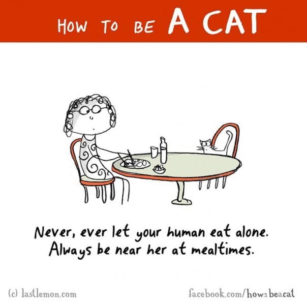 These Adorable Illustrations Show You How To Be A Cat