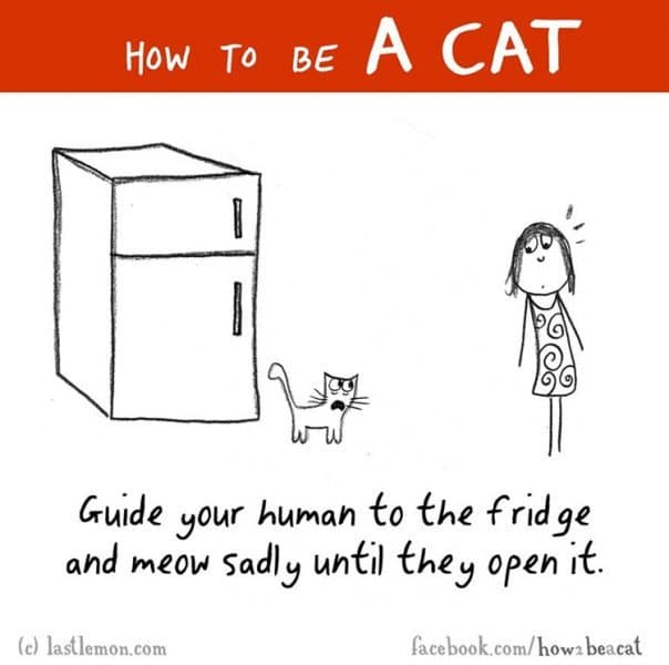 These Adorable Illustrations Show You How To Be A Cat