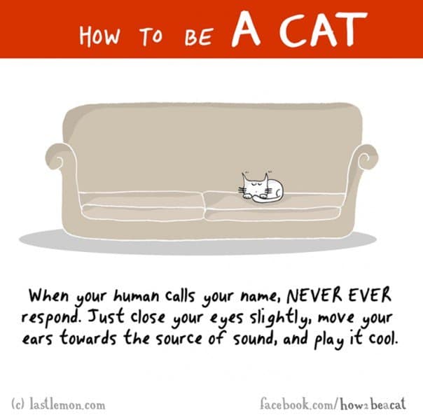 These Adorable Illustrations Show You How To Be A Cat