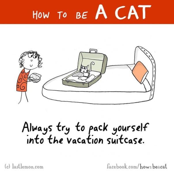 These Adorable Illustrations Show You How To Be A Cat