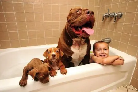 World's Largest Pitbull Fathers Eight Pups Worth Up To Half A Million ...