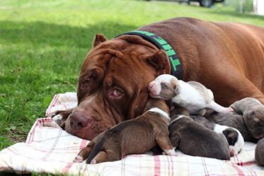 World's Largest Pitbull Fathers Eight Pups Worth Up To Half A Million ...