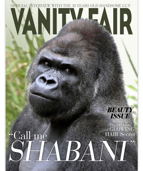 Shabani The Gorilla Makes An Awesomely Handsome Designer Model