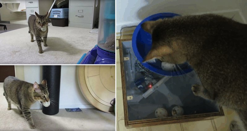 Man Builds Awesome Cat Feeding Machine That Requires His Kitty To ...