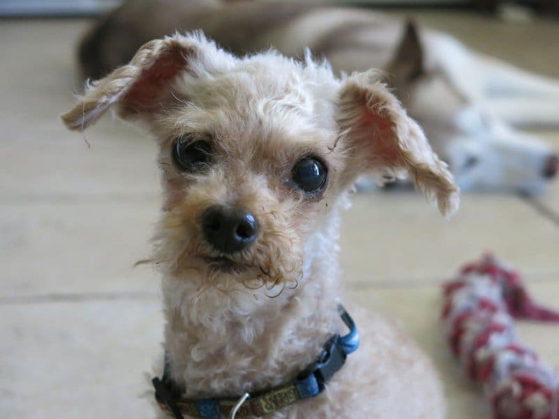 This Adorable Two Legged Dog Spent A Decade On The Streets Before ...